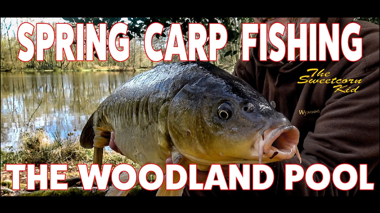 Spring Carp Fishing - The Woodland Pool 2020 - YouTube