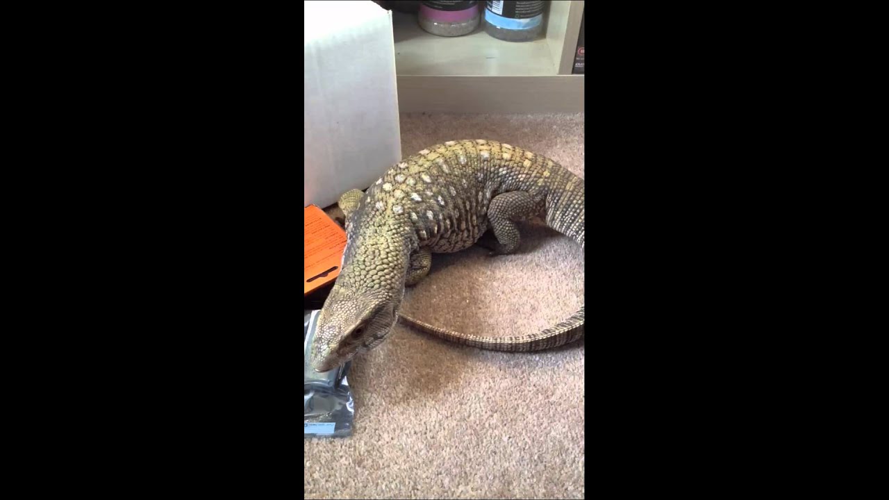 How to tell if your Savannah / Bosc monitor is male - YouTube
