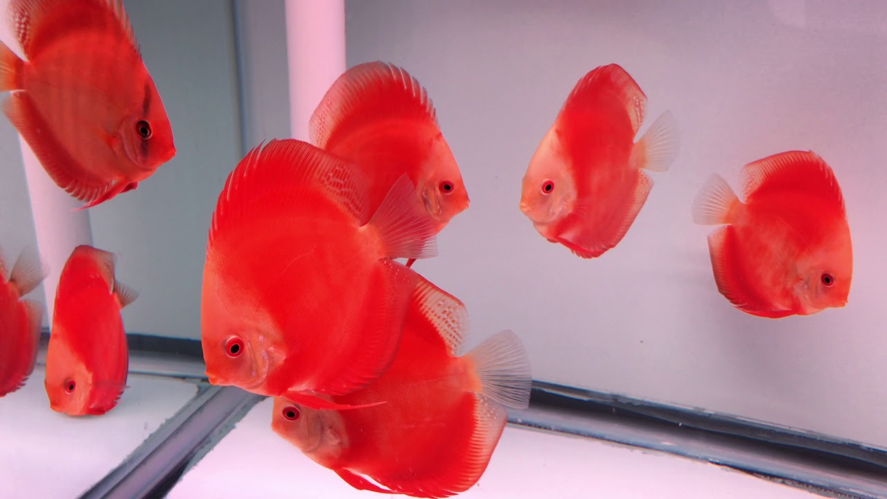 Exotic Discus LLC - High Quality Discus - YouTube