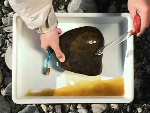 Diatoms.  Part 1:  Introduction and collection of diatoms