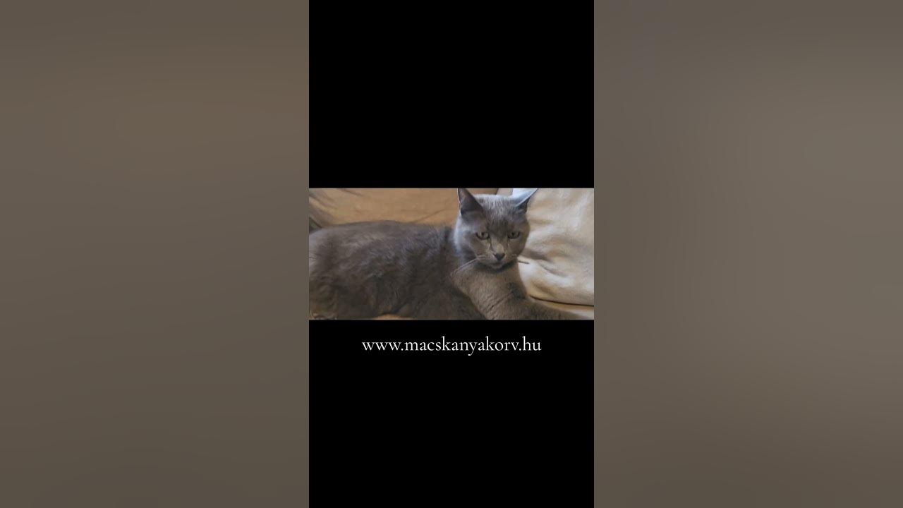 Macskanyakörv és Macska Biléta - YouTube