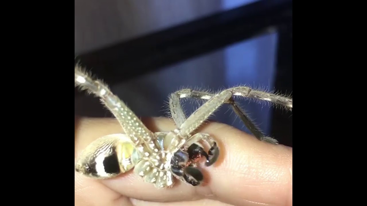 The Adventures of Freddy Four Legs, the Half-Spider Who Lives a Full ...