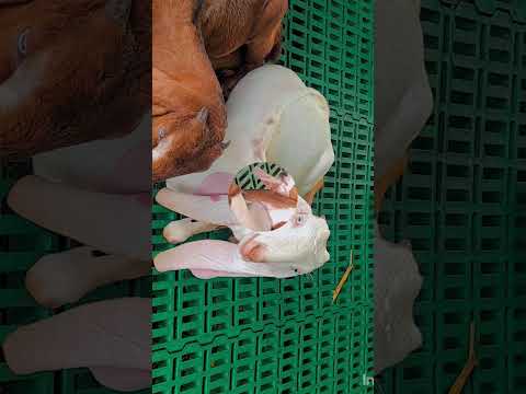 pure quality beetal available raibag 9611542526 - YouTube