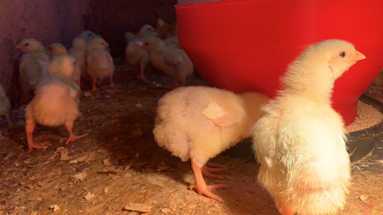 Day 6 of 42 day | growing 100 chicks from day one | lost 1 on day 6 ...