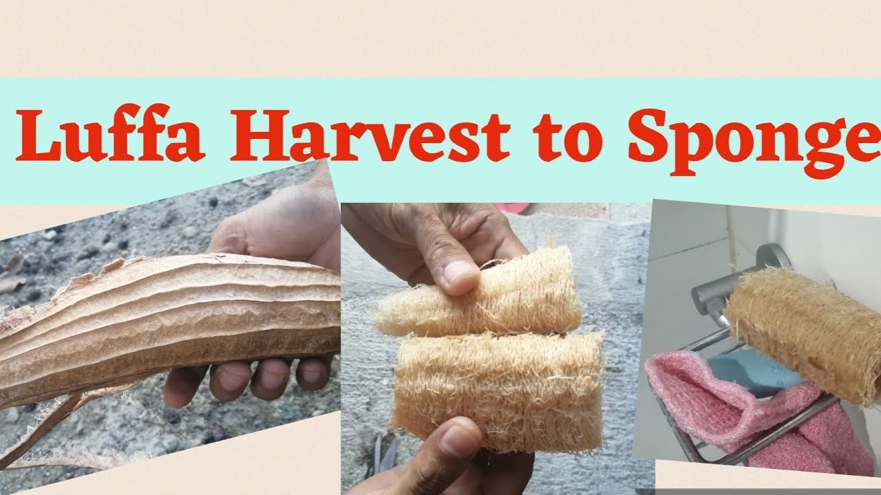 How To Make Luffa Body Scrub/Loofa Sponge - YouTube