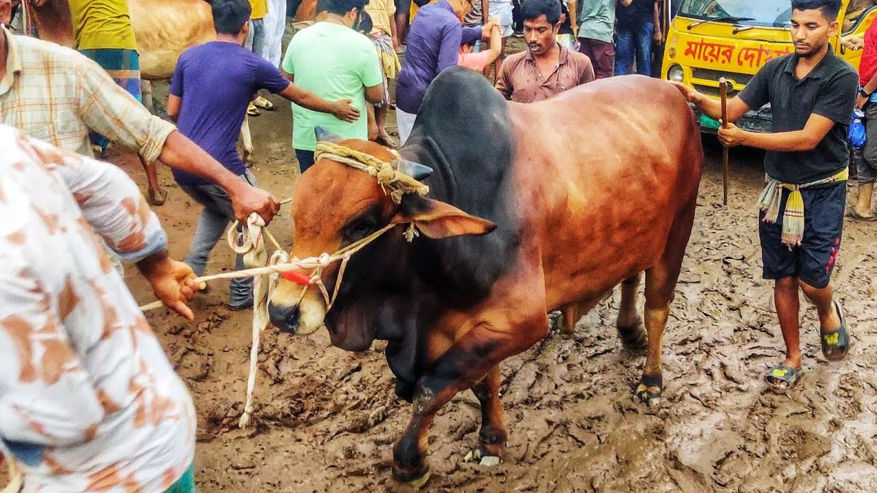 Chan Raater Gabtoli Gorur Hat • Ses Muhurter Bechakena • Qurbani Goru ...