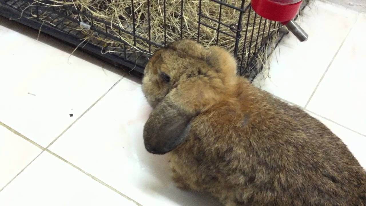 My Fat Bunny Eating - YouTube