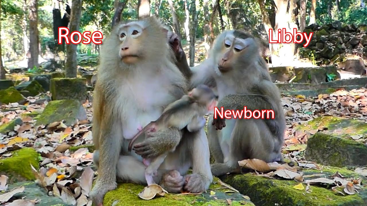 Who Remember reaction LIbby and Rose Change Newborn . and now LIbby ...