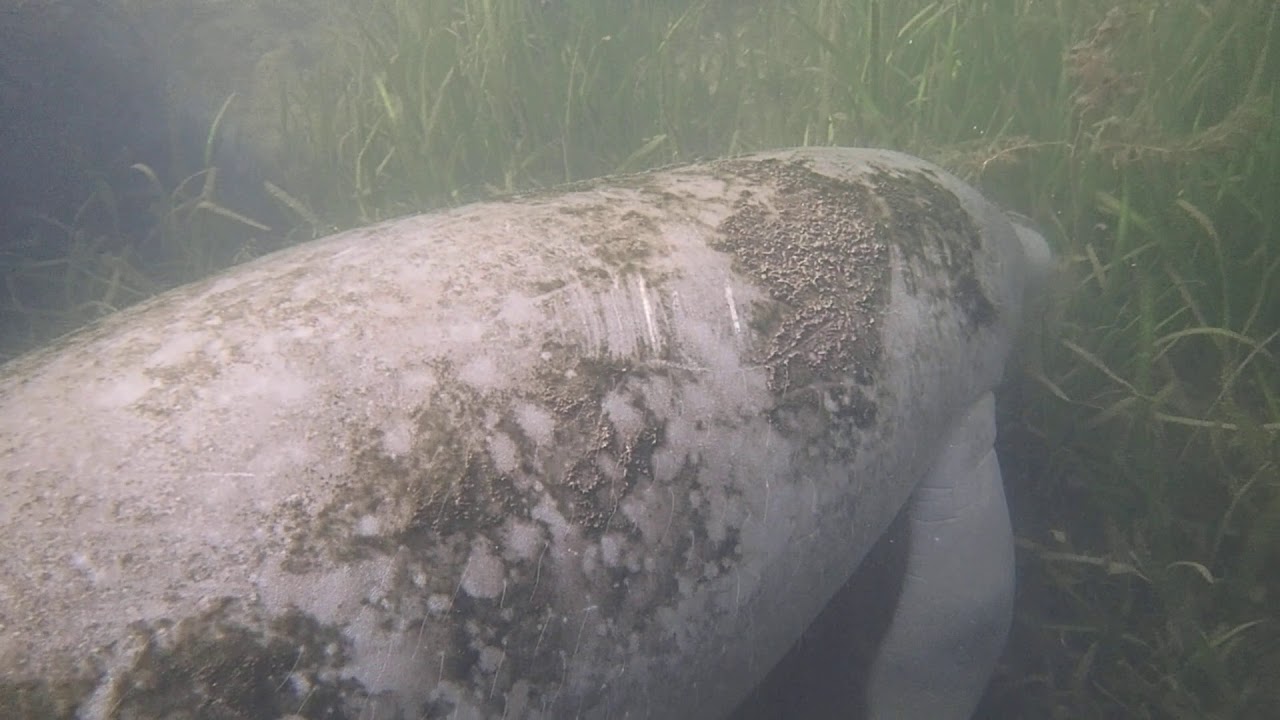 Two Manatees Eating Grass - YouTube