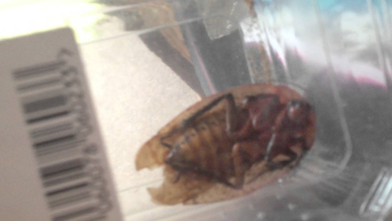 Death In My Collection - Rowan The Peppered Roach - YouTube