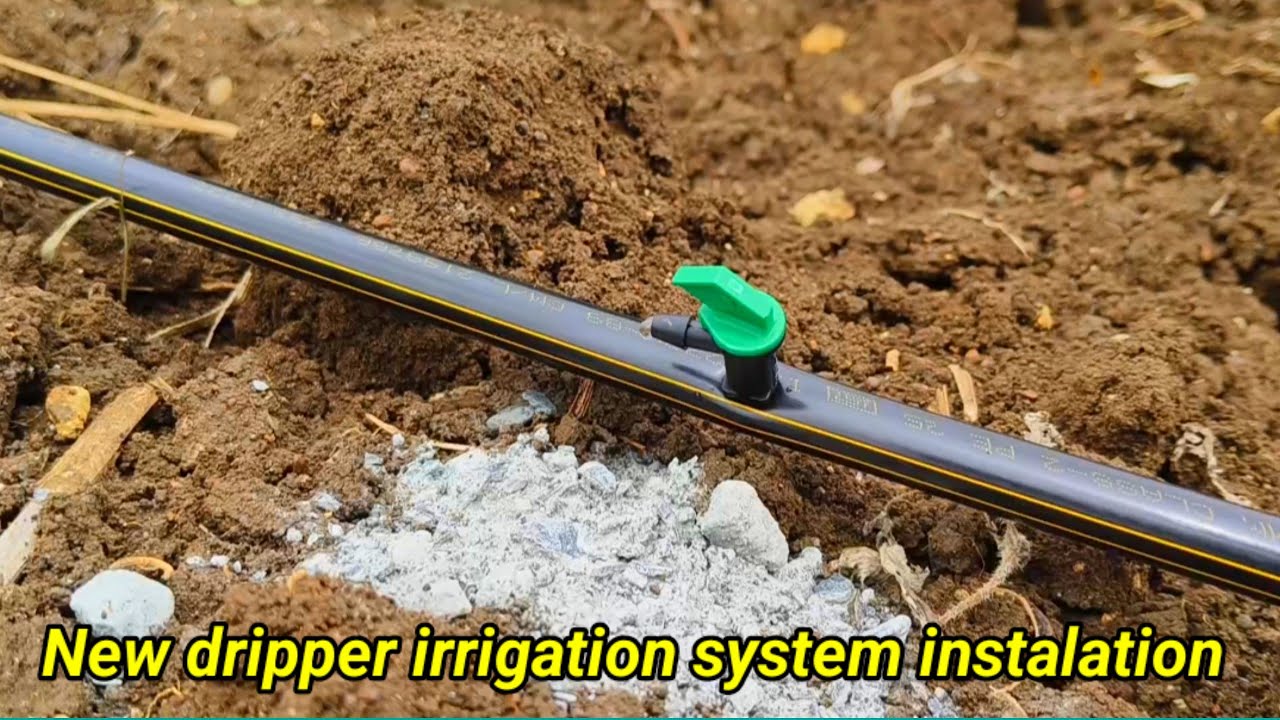 drip irrigation system instalation in new arecanut plantation farm ...