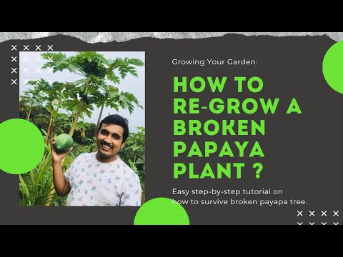 How to Re-grow Broken Papaya tree and multiply the yield? - YouTube