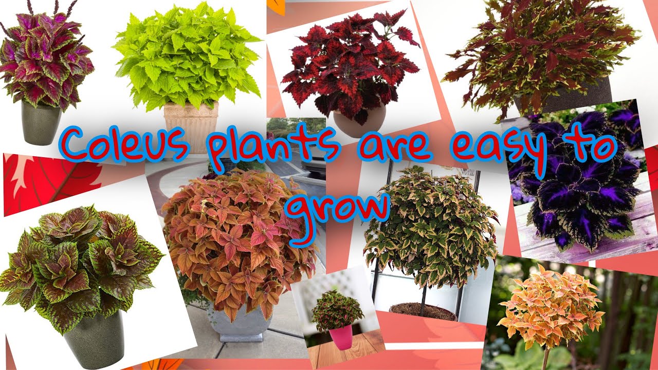 How to grow/Propagate Coleus plants - YouTube