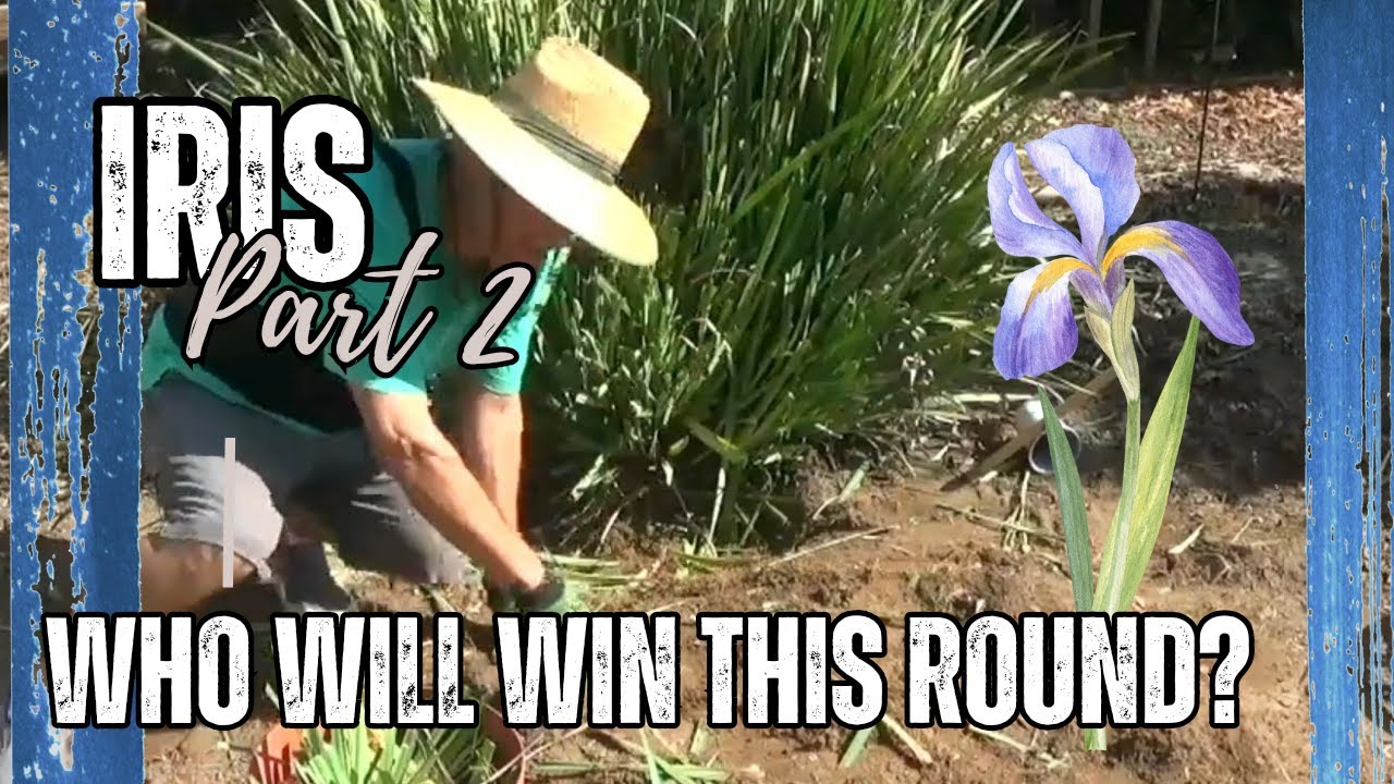 Moving Iris Part 2 - YouTube