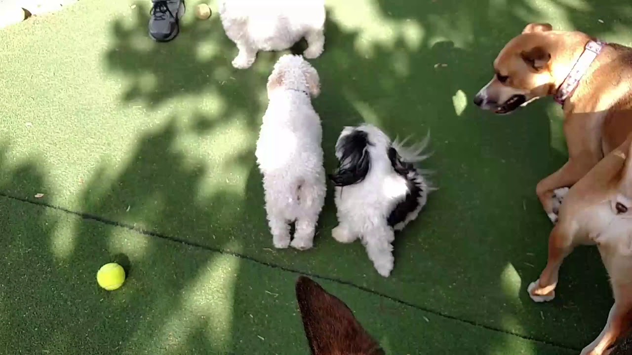 BB, Misty and Chloe poof play - YouTube