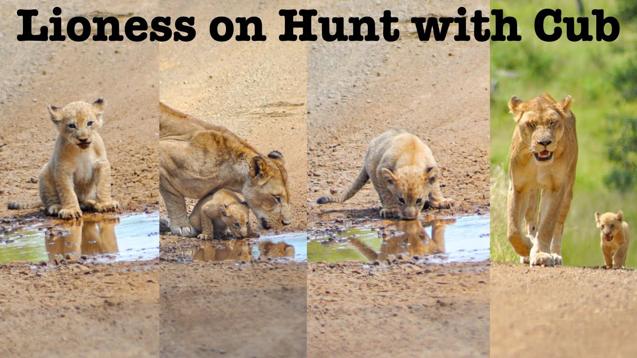 Lion cutest Cub on hunt | Lion cute baby | Lioness on the hunt | Kruger ...