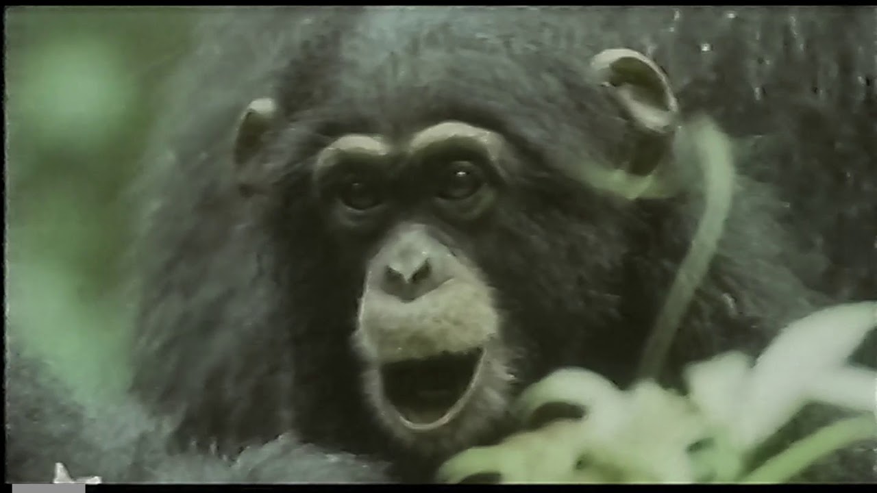 Disney Channel commercial break (September 12, 1996) (60fps) [TBC ...