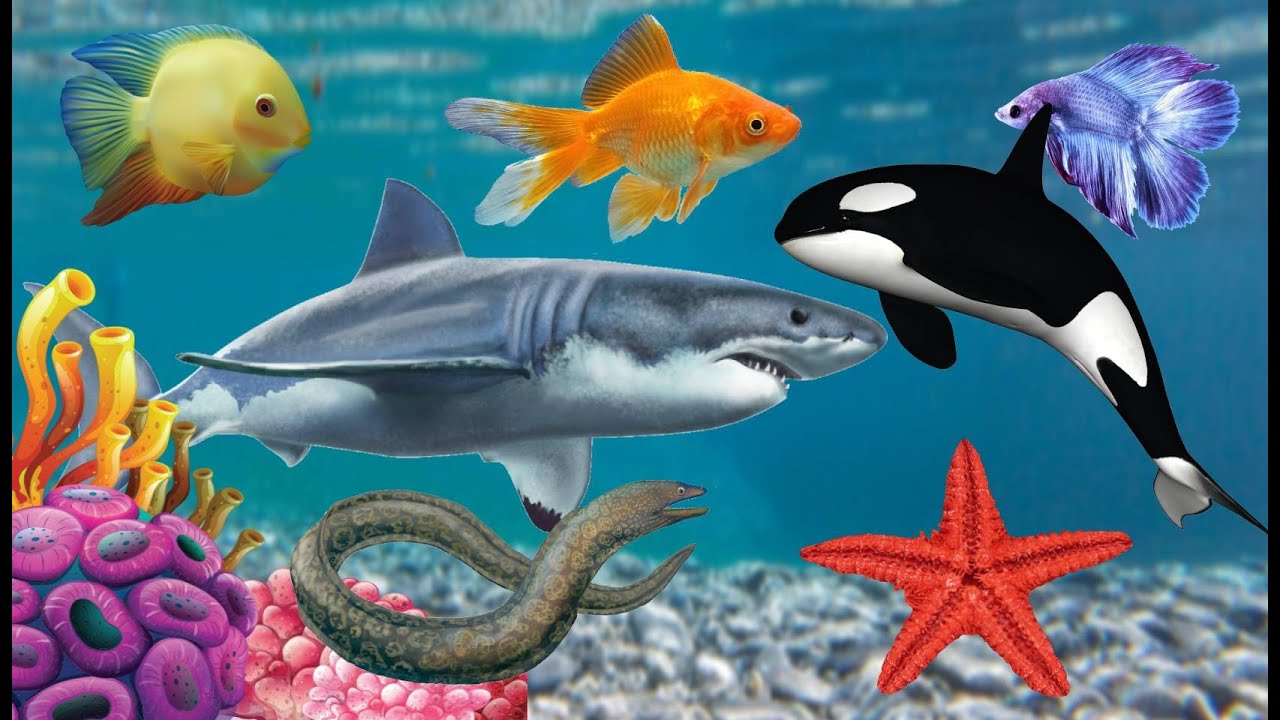 Familiar Beautiful Underwater Animals - Animal Sounds around the world ...