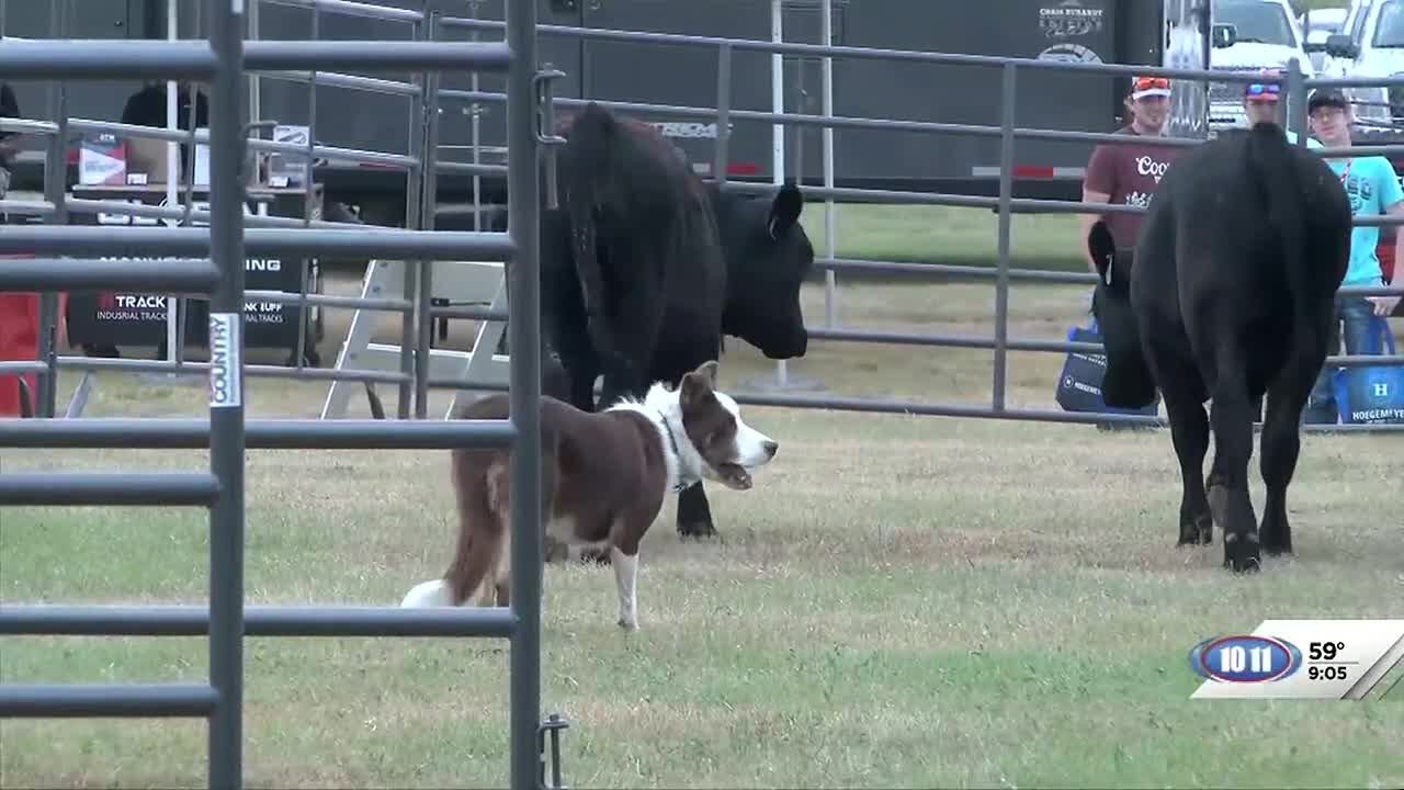 Stock dogs herd cattle, sheep with trainers at Husker Harvest Days ...