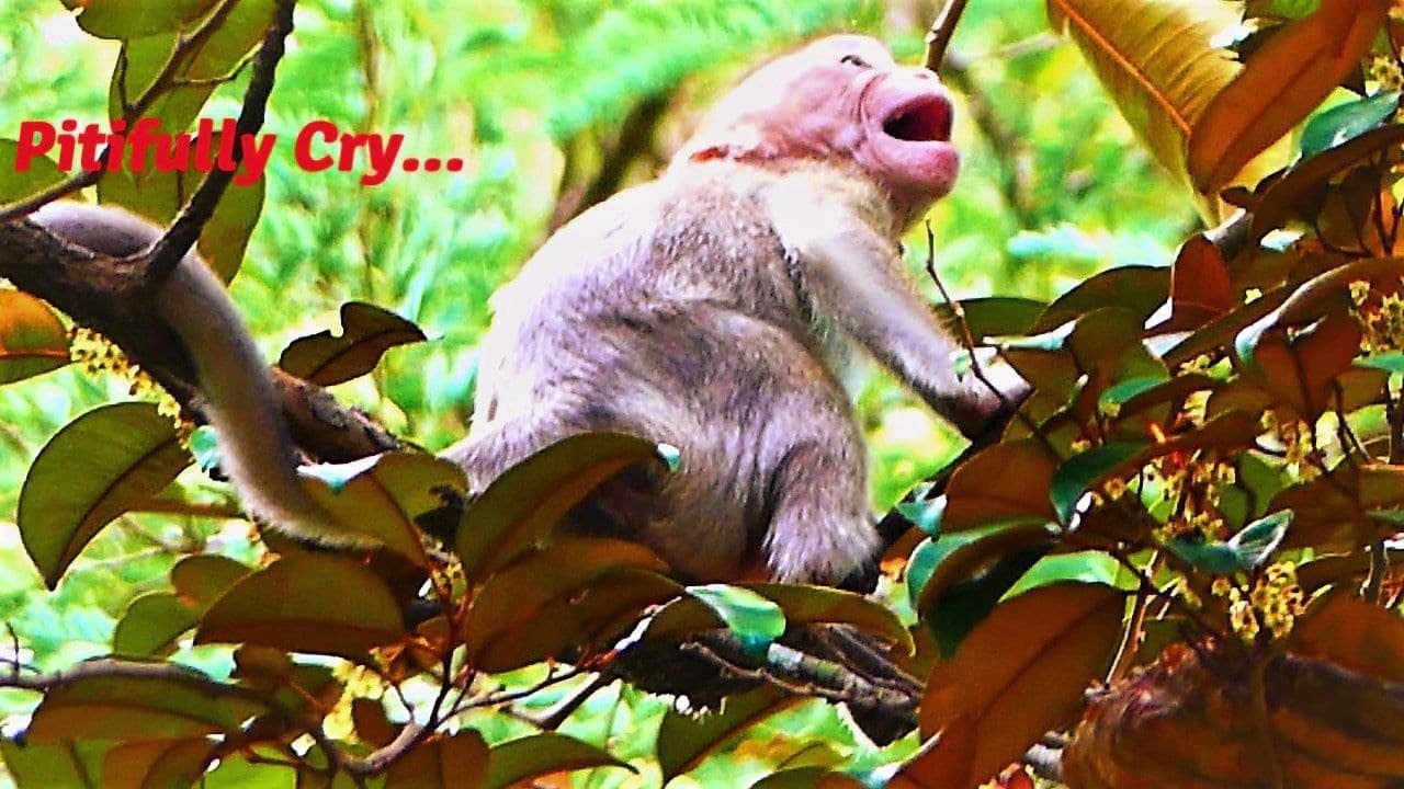 Mother Monkey Sarah Starving Baby Girl Monkey Sario Till She Cry ...