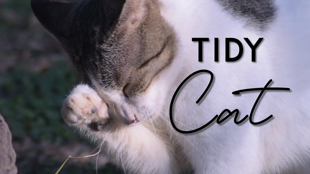 A TIDY CAT | FUNNY CAT VIDEO - YouTube