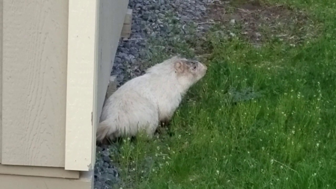 Fat weasel? - YouTube