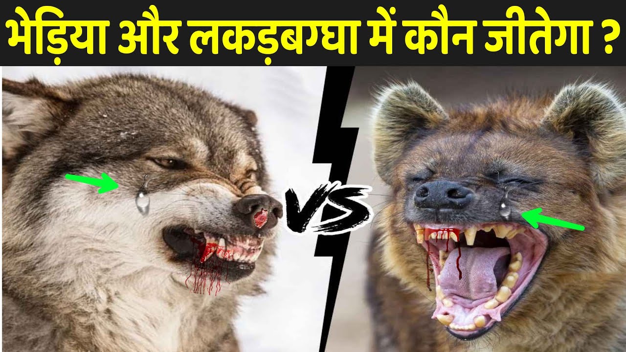 भेड़िया और लकड़बग्घा की लड़ाई में कौन जीतेगा ? | Wolf Vs Hyena Real ...