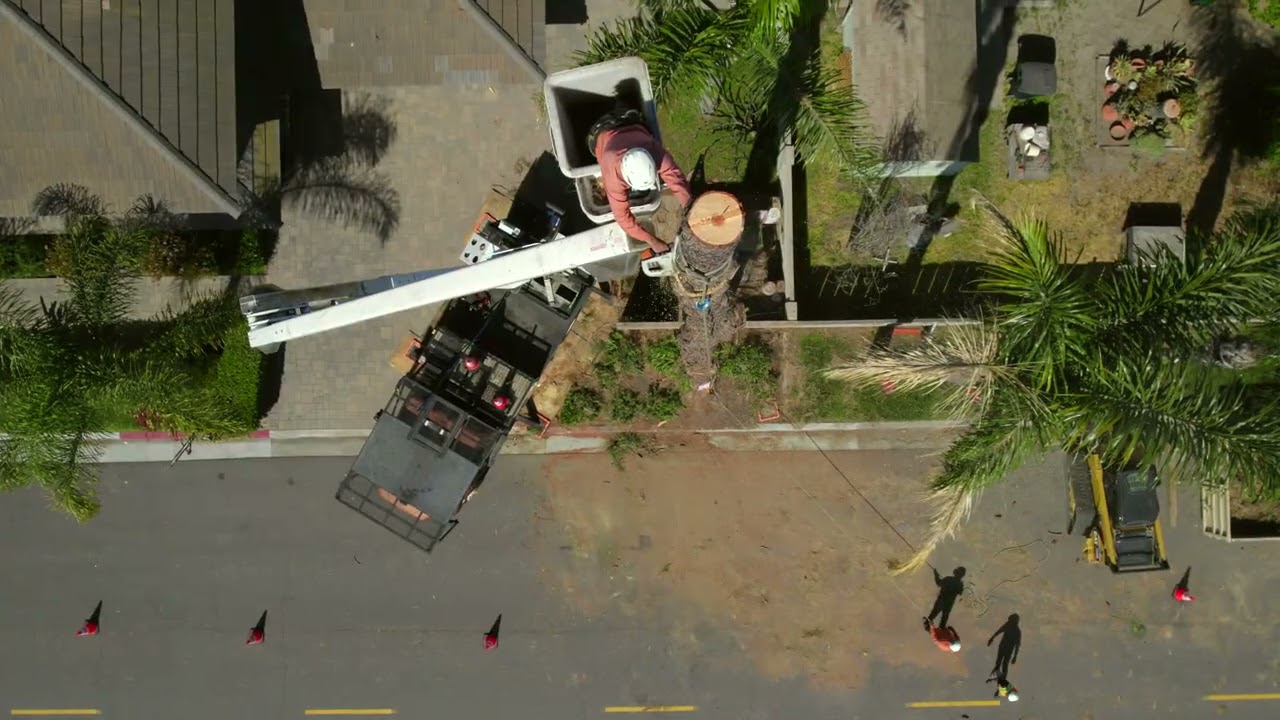 Drone Footage of a 110-foot Pine Tree being in Westminster - YouTube