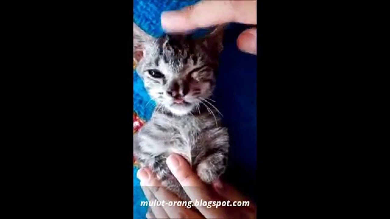 Kecacatan yang indah pada seekor kucing comel - YouTube