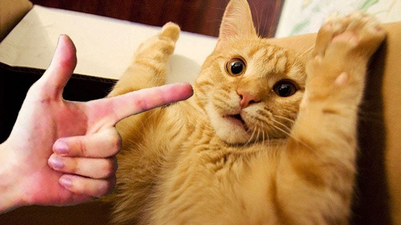 Cat Doing Funny Things Funny Cat Videos Try Not To Laugh Youtube