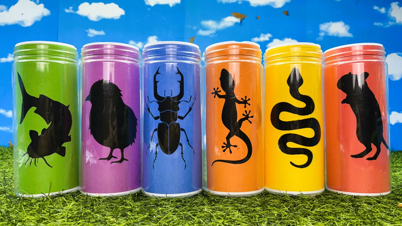 Pets: Chick, Catfish, Gecko, Beetle, Snake, Dormouse - YouTube