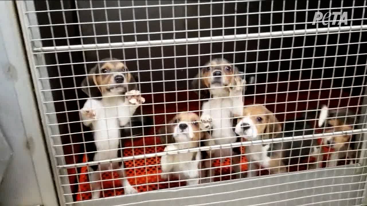 Advocates Reveal The Ugly Truth About Animal Breeding And Testing advocates-reveal-the-ugly-truth-about-animal-breeding-and-testing