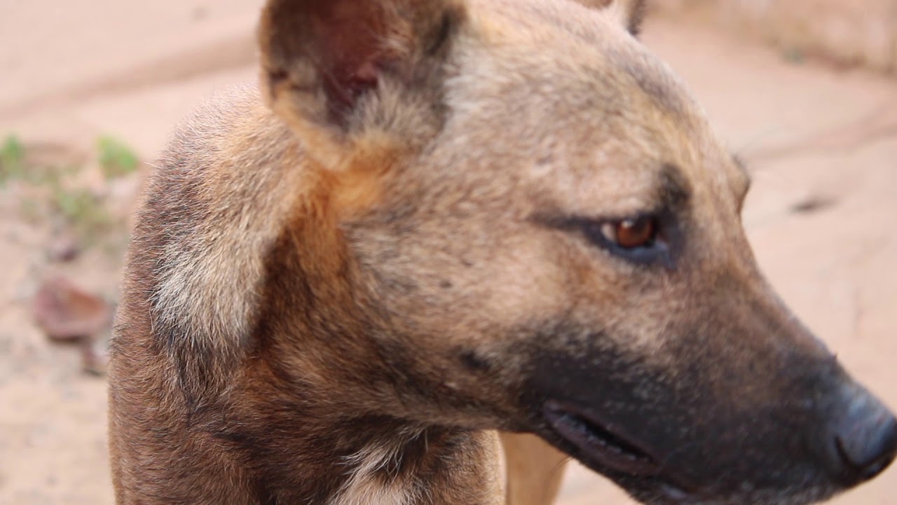 Public service announcement on stray dog adoption - YouTube