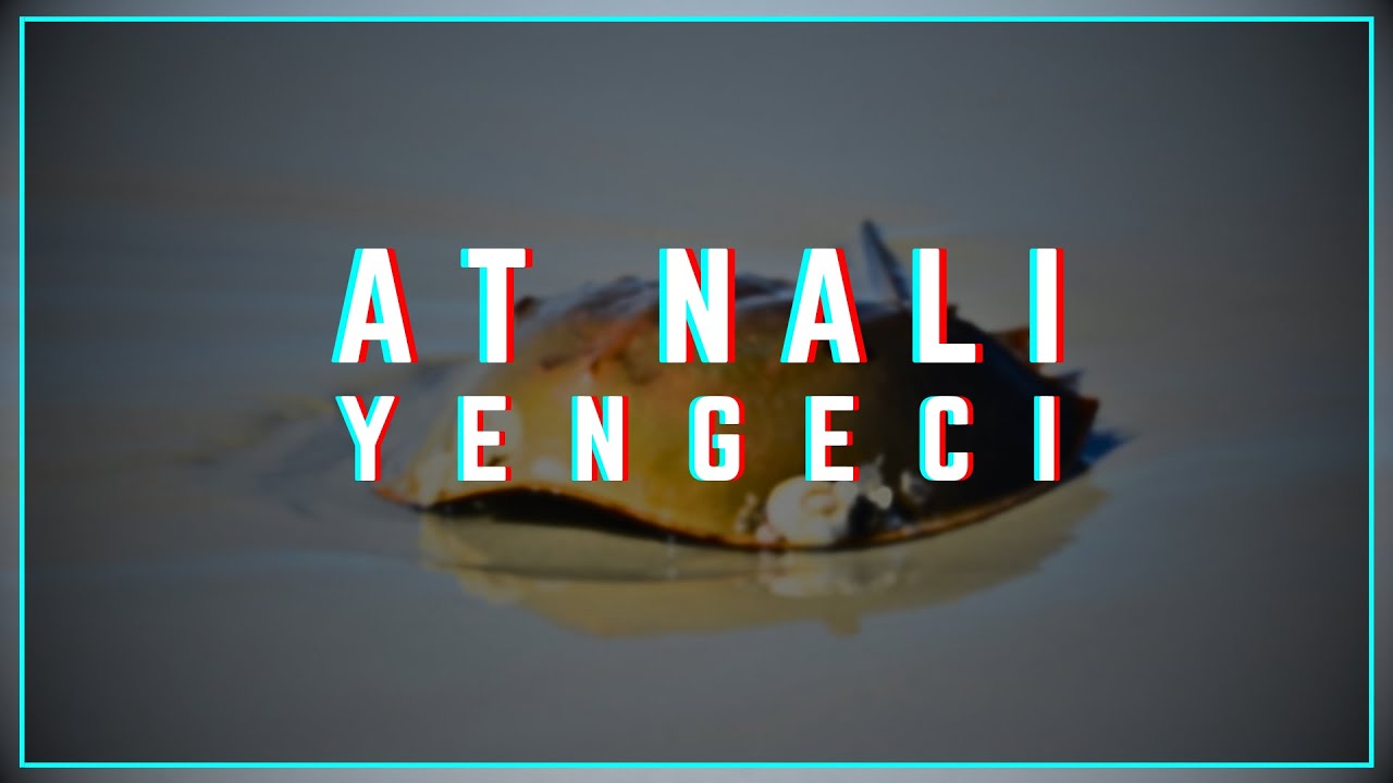 SİSTEMİN YAPI TAŞI - AT NALI YENGECİ - YouTube