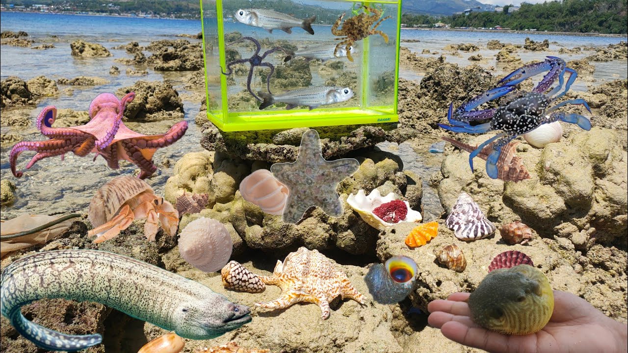 Seek and Find Starfish, Kelomang, Sea Crabs, Eel, PufferFish, Gurita ...