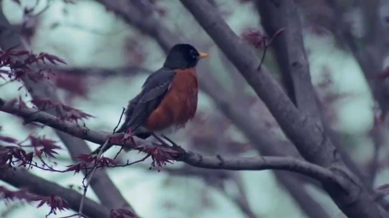 CALLING - Video Clip of a Robin - YouTube