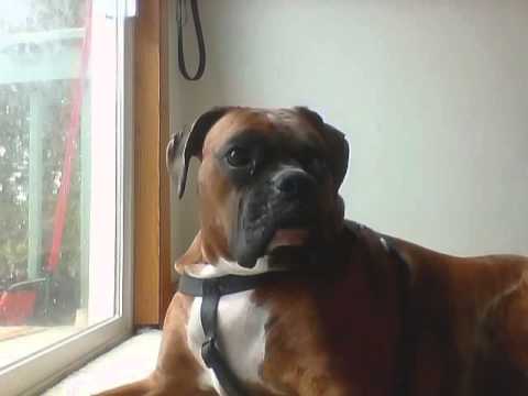 Boki, the not-so super dog!