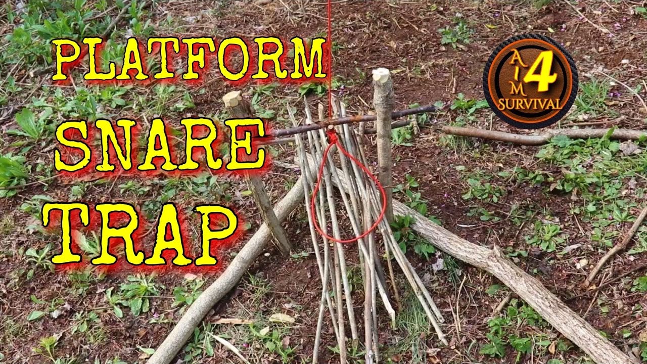 PLATFORM SNARE TRAP- SURVIVAL Trapping - YouTube