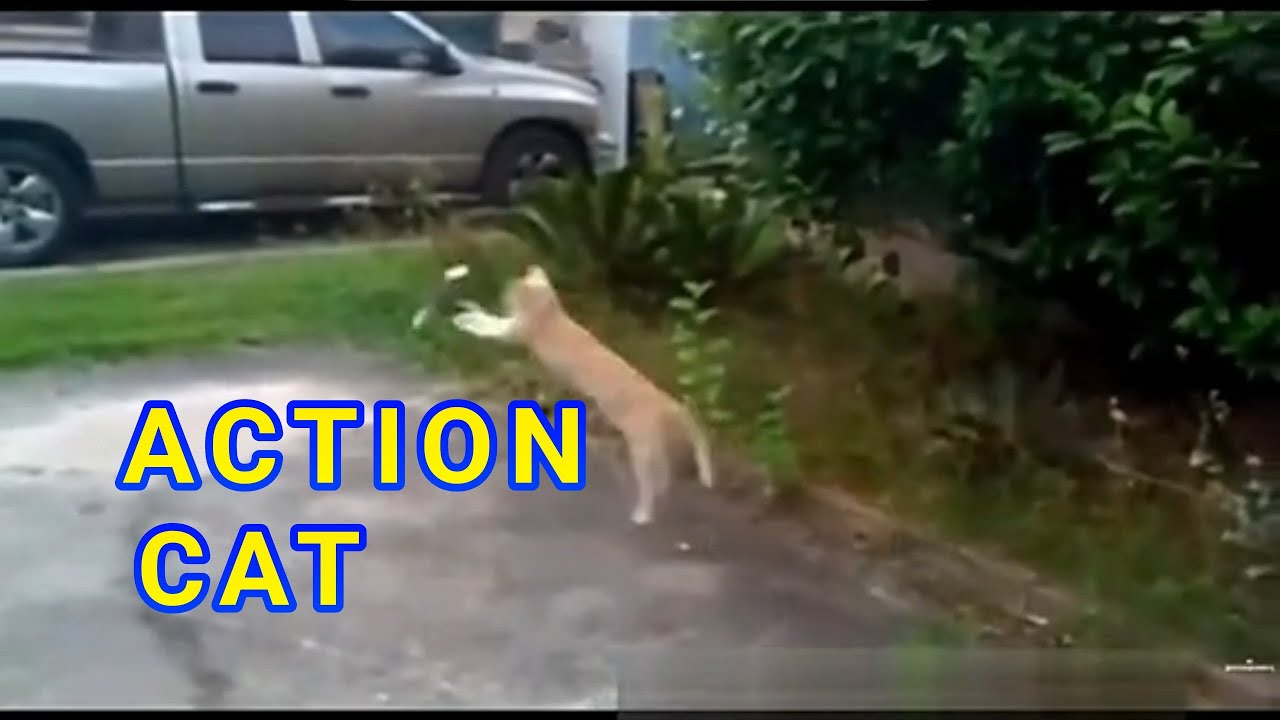 action cat - YouTube