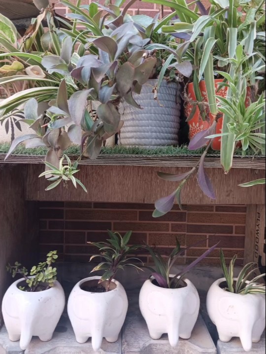 Cutting se grow hone vale plants #plantsngardens #gardenplants #garden ...