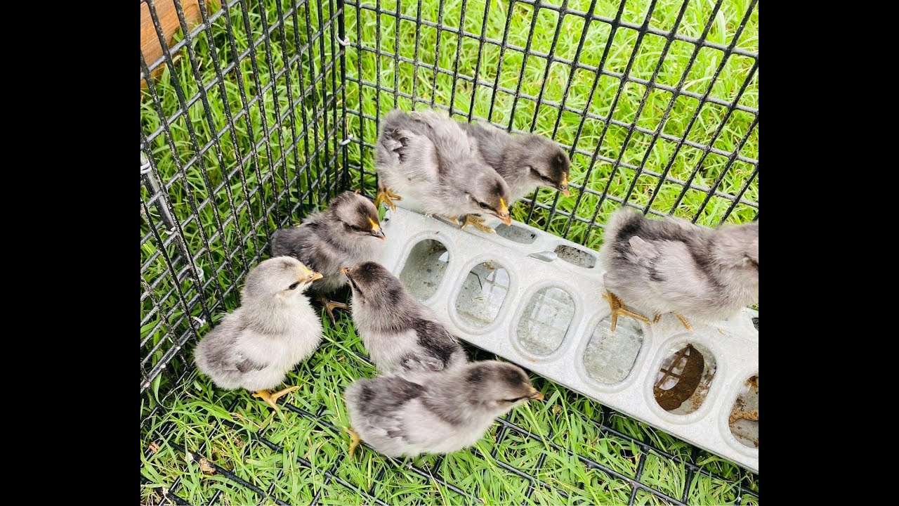 A Really Beautiful Bantam Chicken Cross - YouTube