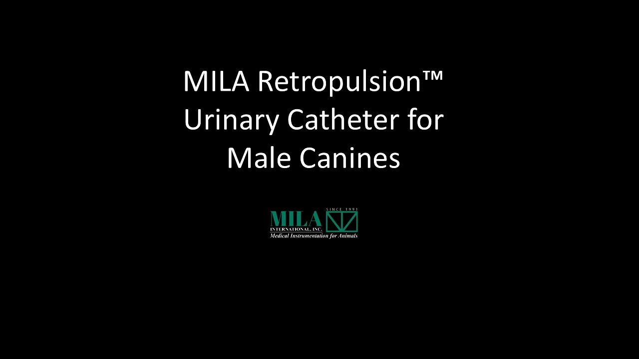 MILA Retropulsion™ Urinary Catheter for Male Canines - YouTube