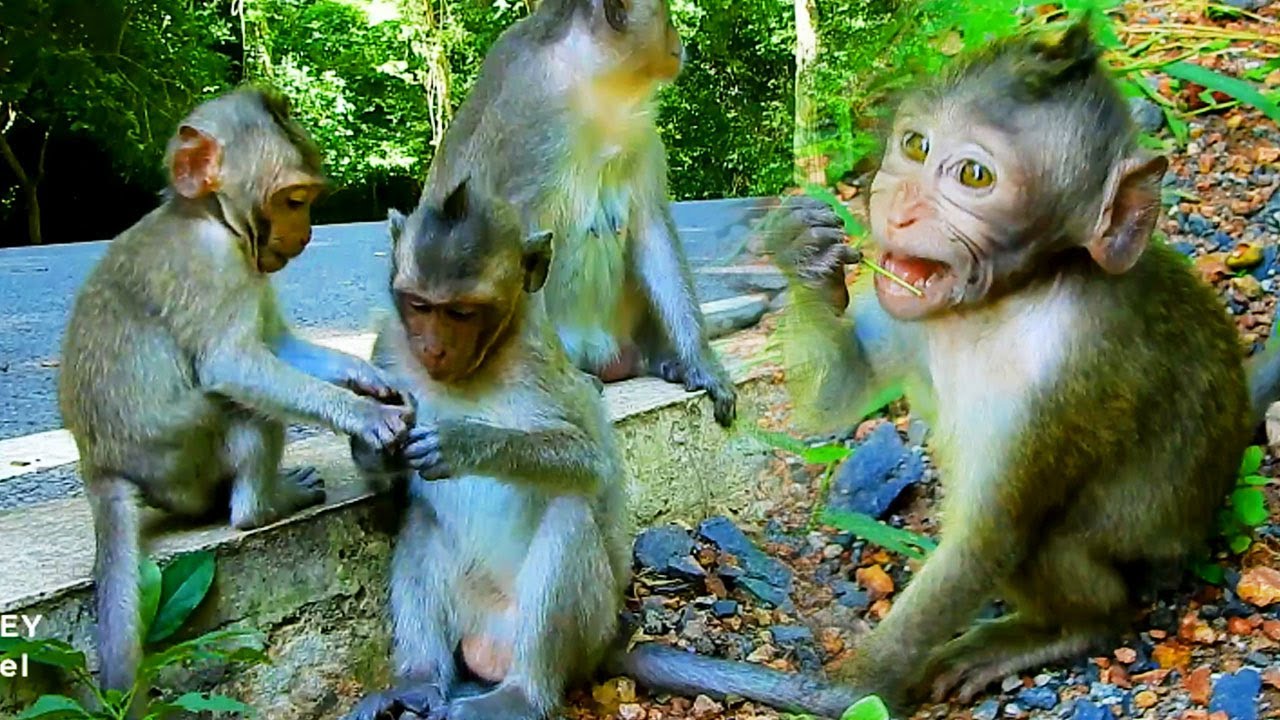 Excited Moment Little Monkey Sharing Food To Small Hungry Baby - YouTube