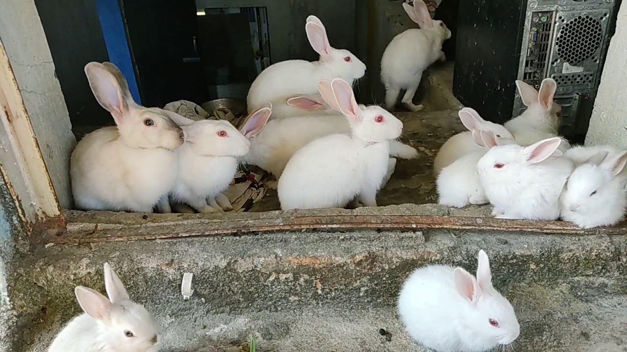 How Rabbits response sounds ... - YouTube