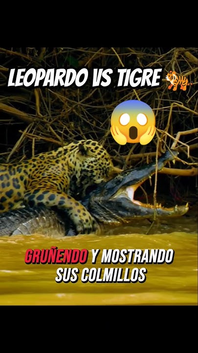 Batalla Salvaje: Leopardo vs. Cocodrilo en un Enfrentamiento Épico 🐊#NaturalezaSalvaje # ...