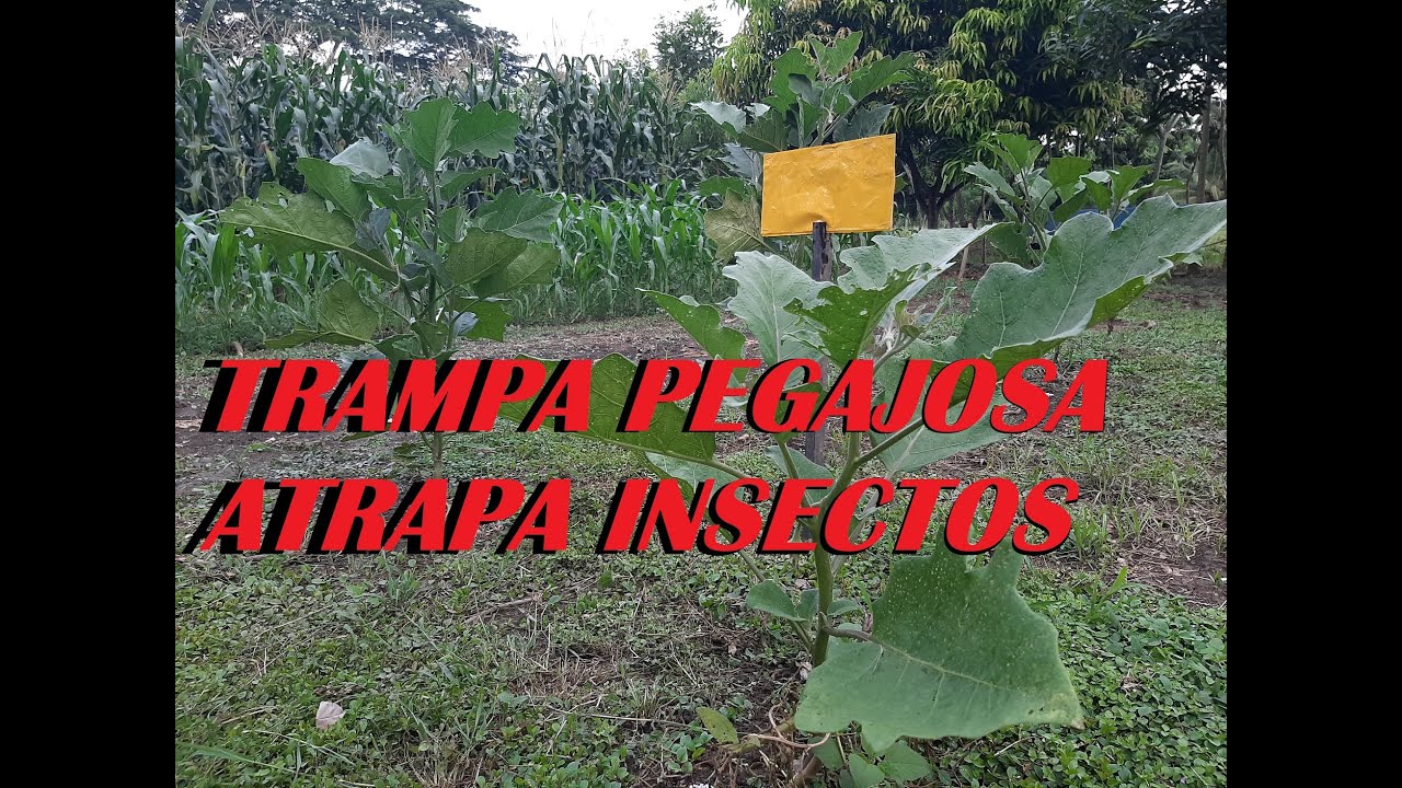 COMO ELABORAR TRAMPAS PEGAJOSAS ATRAPA INSECTOS - YouTube