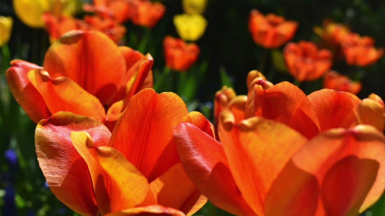 Katiko " Kuse koi kau toe popula ki le i " - YouTube