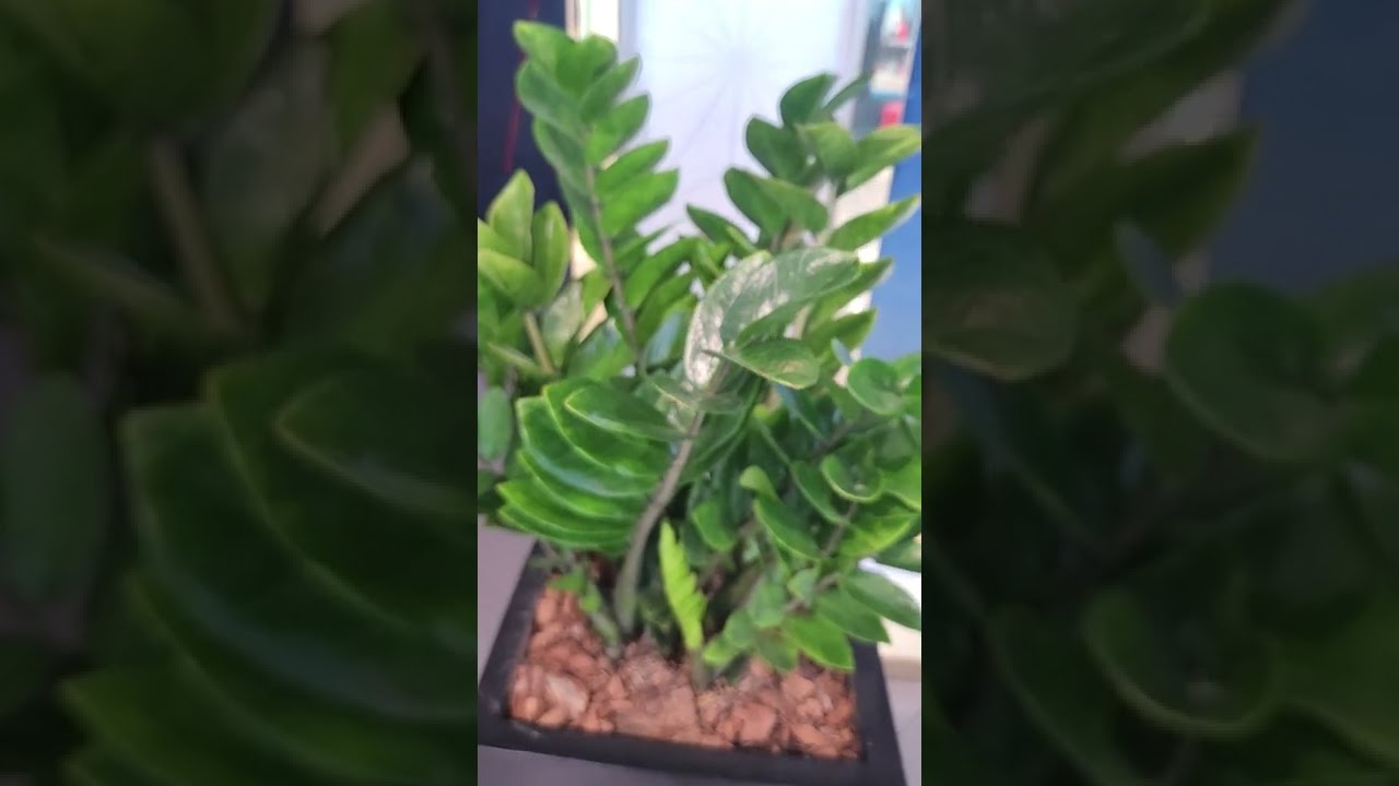 Green Is Good For Eyes YouTube Green Is Good For Eyes YouTube
