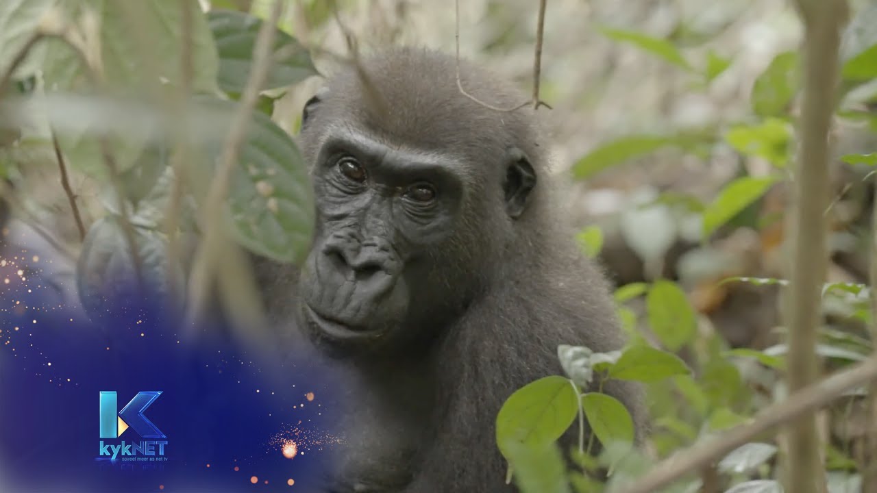 Ontdek die wondere – Groen: Kongo Reënwoud | Promo | S1 | kykNET - YouTube