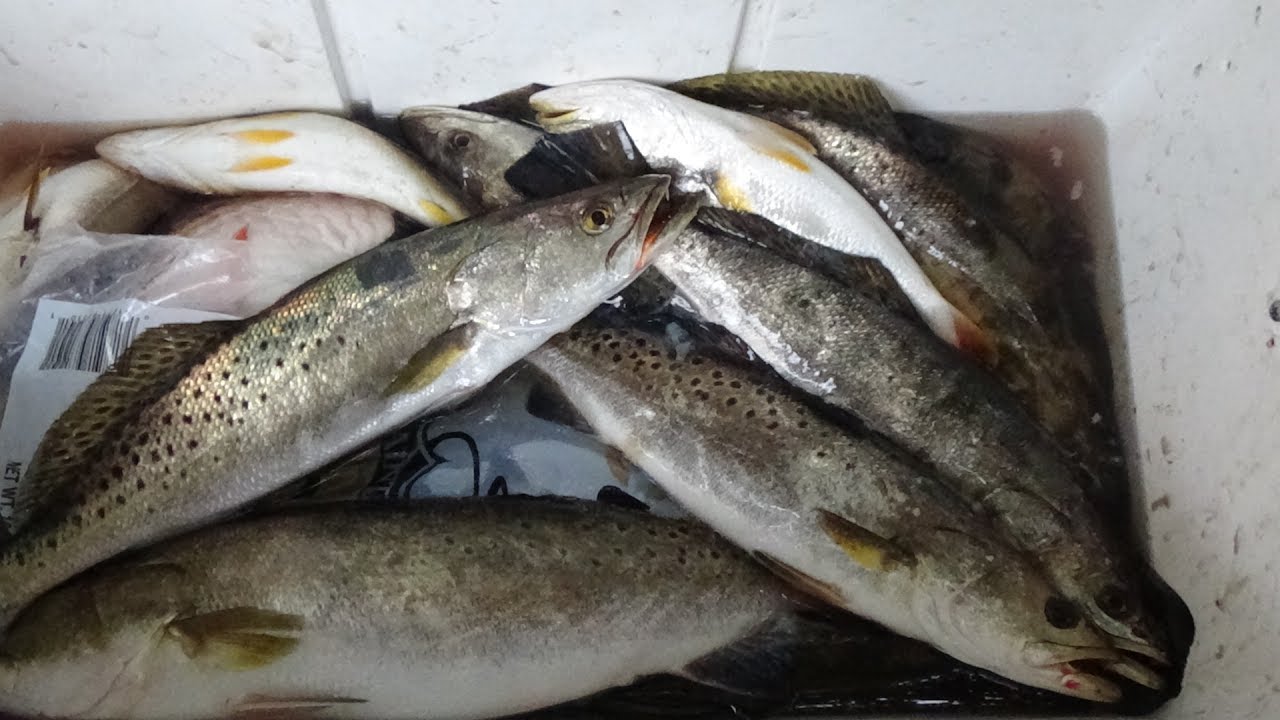 Big Trout Love Finger Mullet, Featuring Jon Miller - YouTube